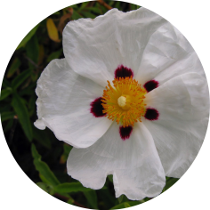 familia olfativa chypre - Fragansa